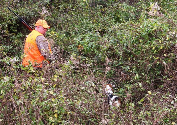 Beagles, rookie hunter chase rabbits | Sports | thesouthern.com