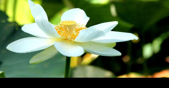 A couple hours and a camera at: Mermet Lake | Sports | thesouthern.com