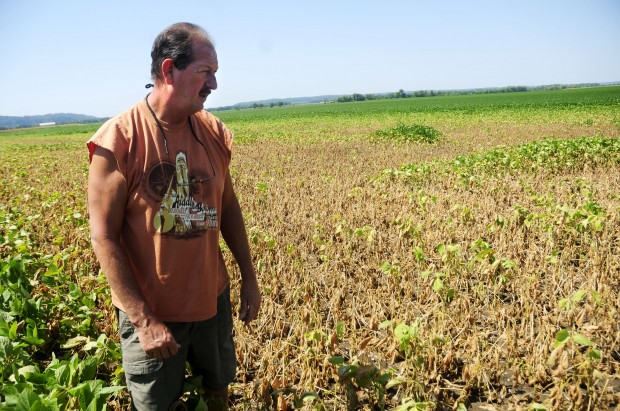 Soybeans next crop victim of drought | Latest Headlines | thesouthern.com