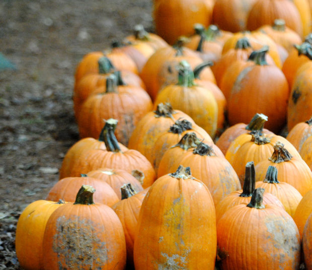 Local pumpkin patches offer unique attractions | Local News ...