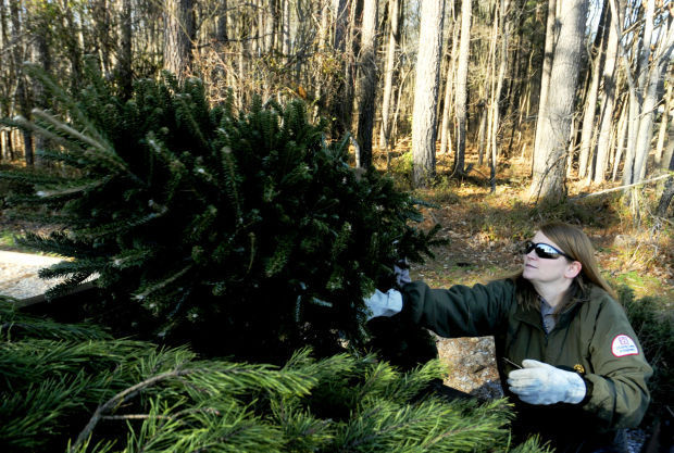 Christmas Tree recycling programs make good use of trees | Local News ...