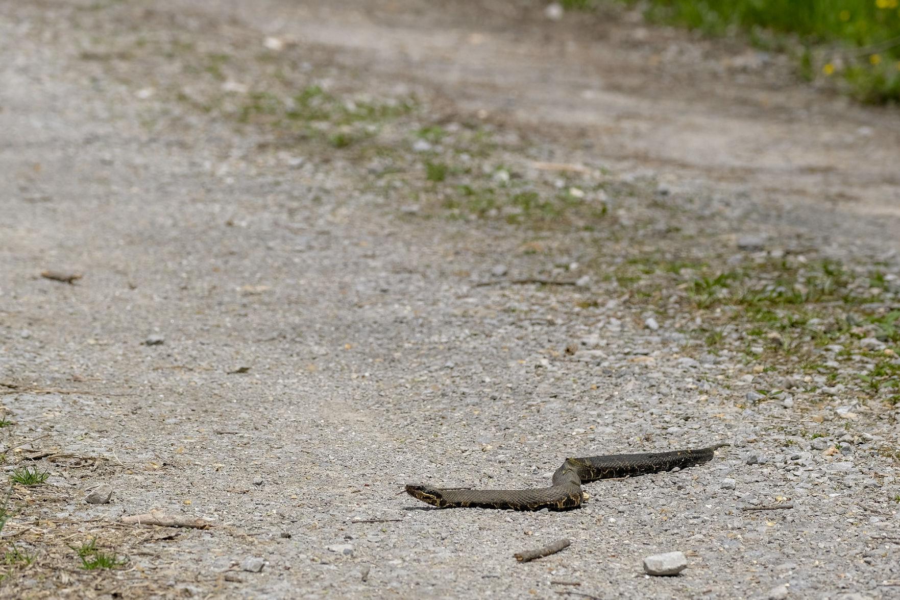 Shawnee National Forest's Snake Road to close Sept. 1 for reptile ...