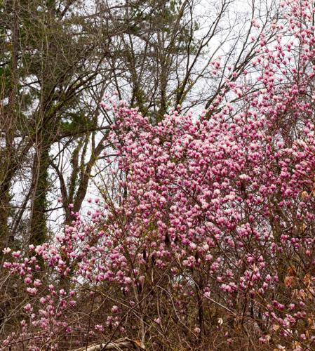 SIU's Knighton trades football gear for police uniform | SIU ...