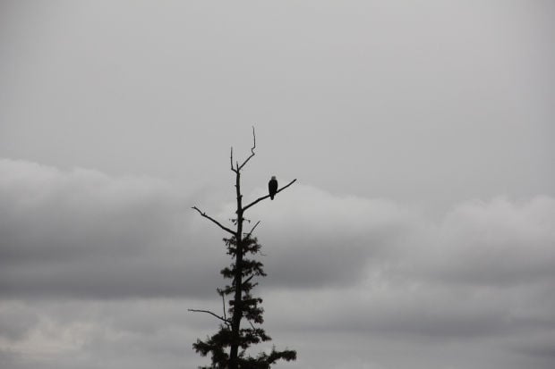 Duck Haven: Mermet Lake transforms into great place to hunt | Sports ...