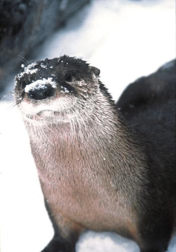 The return of the river otter | Sports | thesouthern.com