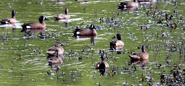 Duck Haven: Mermet Lake transforms into great place to hunt | Sports ...