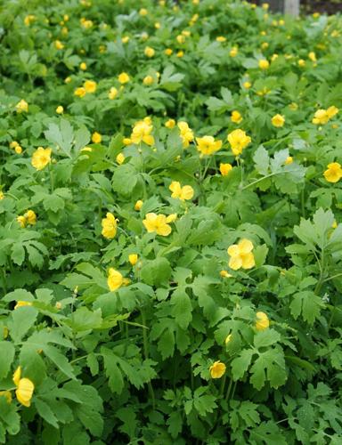 There are many good reasons to use native plants in your landscape ...