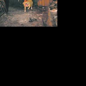 Canine sniff out arson accelerants | Latest Headlines | thesouthern.com