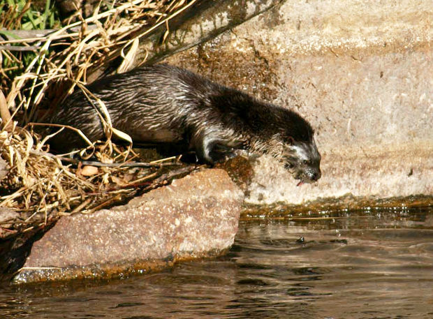 The return of the river otter | Sports | thesouthern.com