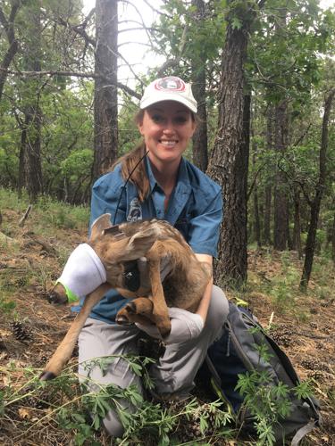 SIU forestry student tracks mule deer routes to protect habitats ...