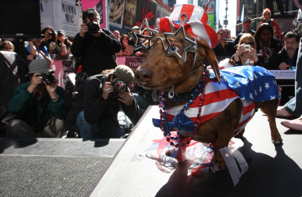 National Dress Up Your Pet Day | | thesouthern.com