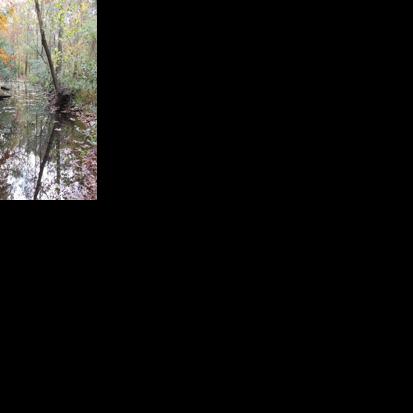 Gallery: Fall colors in Southern Illinois