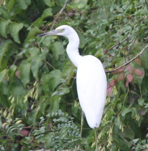 Signs of autumn crop up over Southern Illinois | Outdoors | thesouthern.com