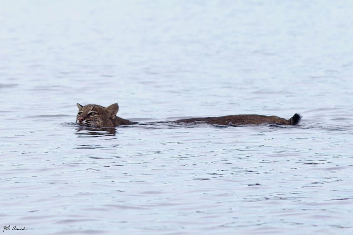 Close encounters of the bobcat kind: Bobcat seen swimming in Cedar Lake | Local News ...