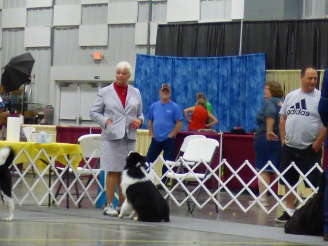 Crab Orchard Kennel Club completes its 64th dog show | Marion ...