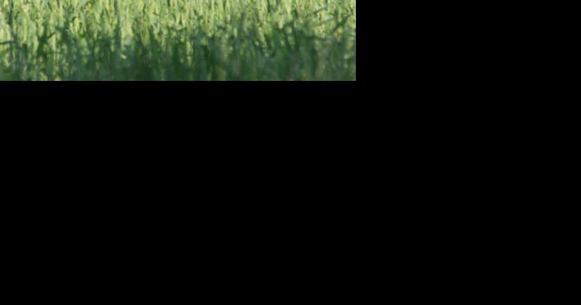 Outdoors: Hunters can expect lots of turkeys, particularly jakes ...