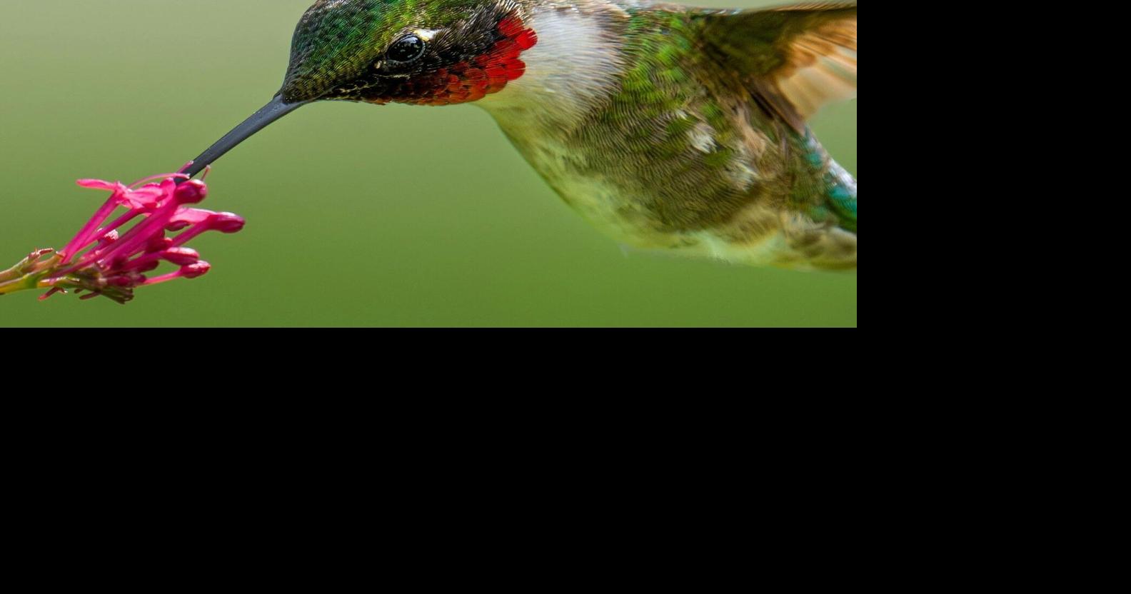 Hummingbird Day is July 26 at War Bluff Valley Wildlife Sanctuary ...