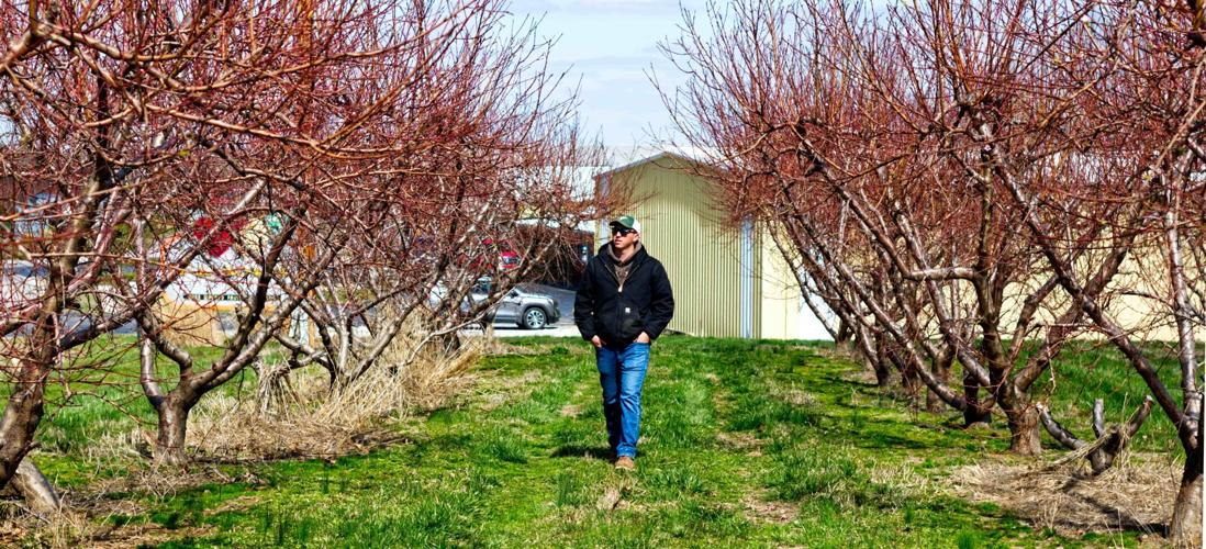 Southern Illinois peach growers will have peaches for their markets ...