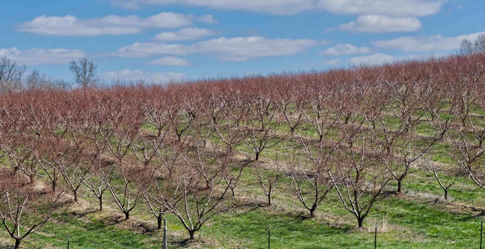 Southern Illinois peach growers will have peaches for their markets ...