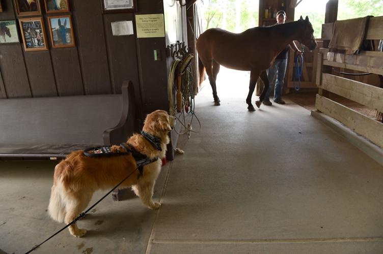 Giant City Stables program heals veterans one ride at a time | Local ...