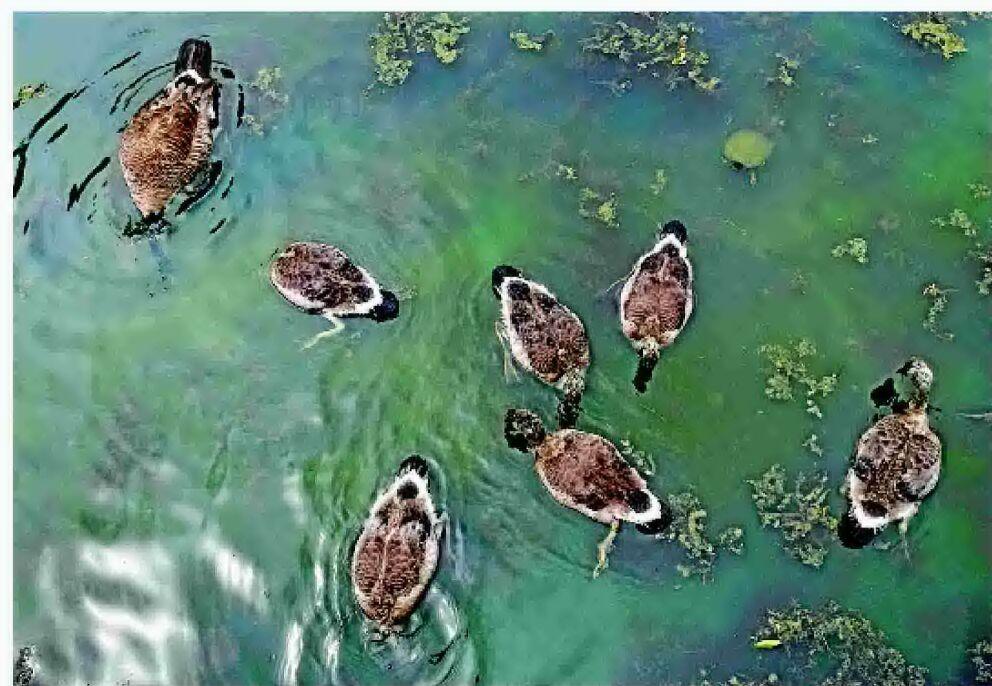 GATHERED GEESE