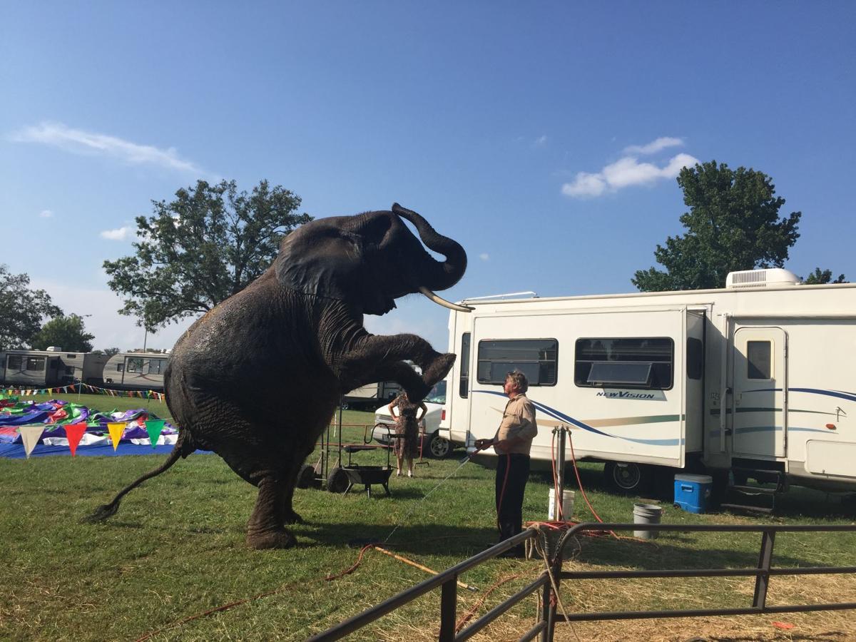 Elephant centered in controversy at Du Quoin State Fair | Local News ...