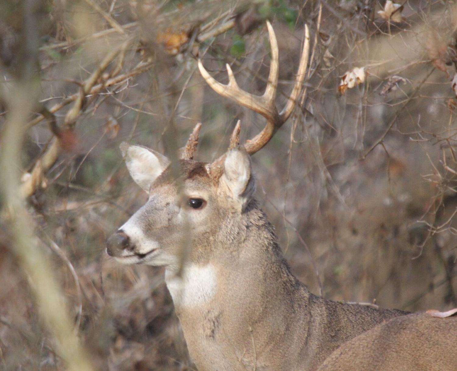 Outdoors | Warnings for deer-car collisions | Outdoors | thesouthern.com