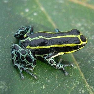 SIU Carbondale researchers name three new species of poison dart frogs ...