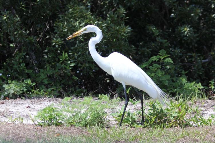 Stately great egrets are hard to miss | Sports | thesouthern.com