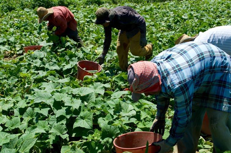 Photos: Seasonal farm workers in Southern Illinois | Photo Galleries ...
