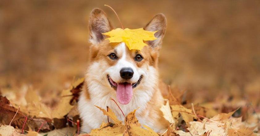 Where and when to leaf peep with your pup | Latest Headlines ...