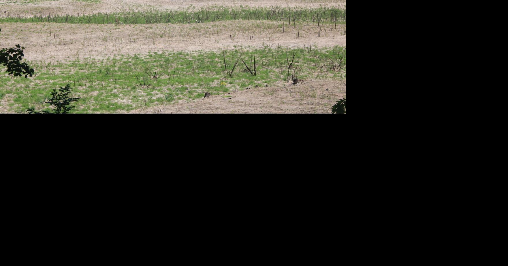 Touch of Nature eyes building new lake with Little Grassy drained ...