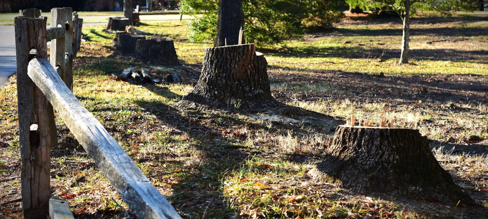 Arborist remains hopeful after invasive beetles decimate trees at ...
