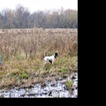 State extends controlled pheasant hunting season | State/Region ...