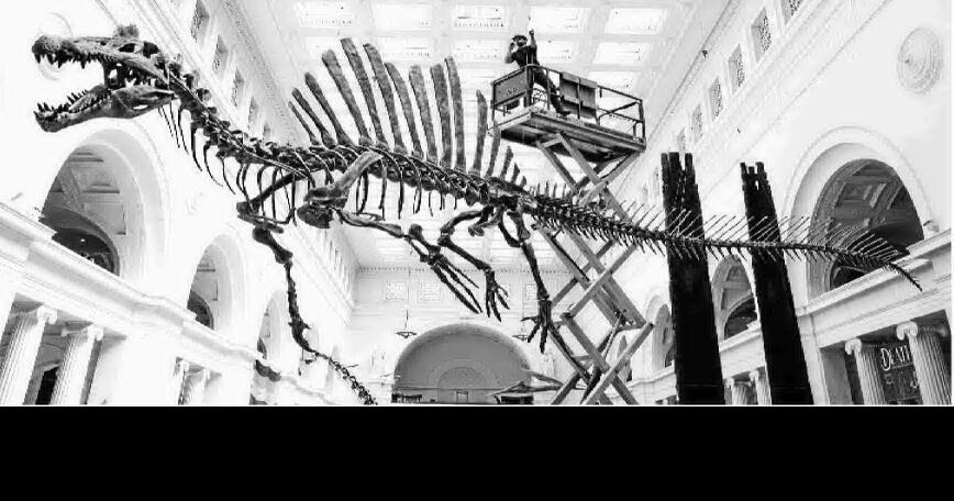 Field Museum welcomes largest predatory dinosaur to collection ...