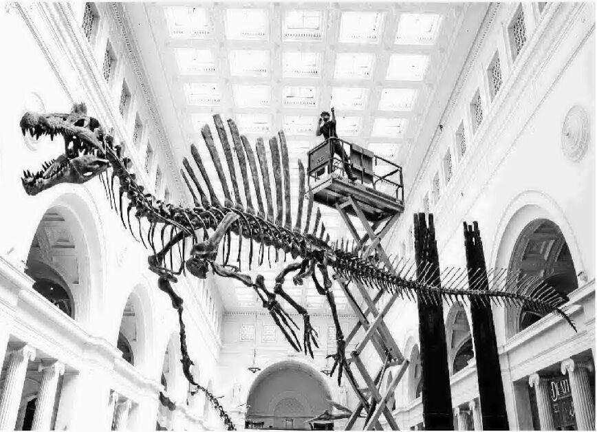 Field Museum welcomes largest predatory dinosaur to collection ...