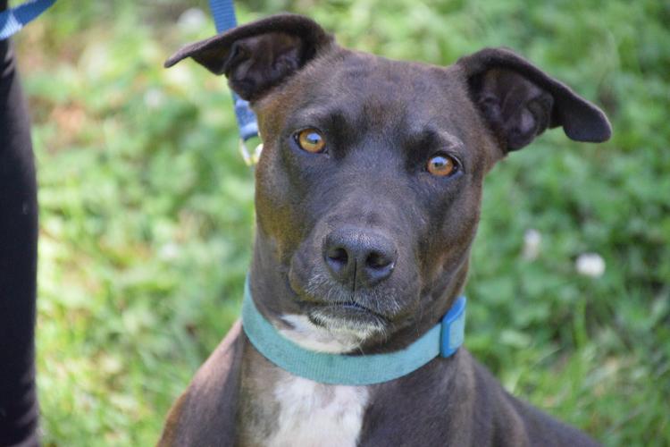 Veterans dog program seeks local loving home | Latest Headlines ...