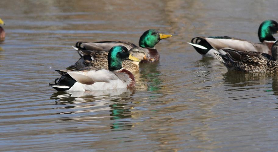 Outdoors | Midwest duck season may be impacted by drought, low harvest ...