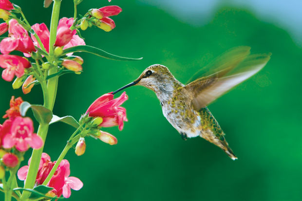 Spring means yard work for hummingbird watchers | Home-and-garden ...