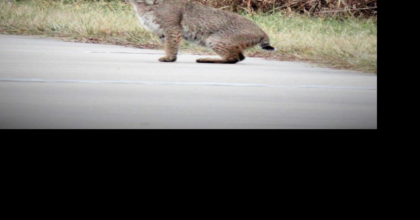 What is 'bobcat fever' and how is it affecting Southern Illinoisans ...