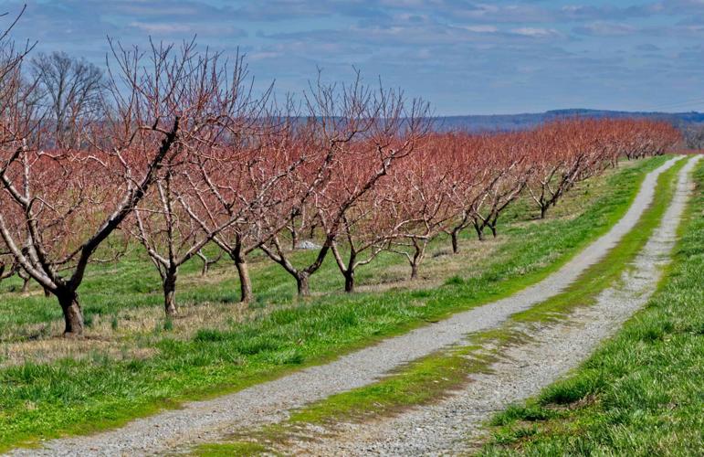 Southern Illinois peach growers will have peaches for their markets ...