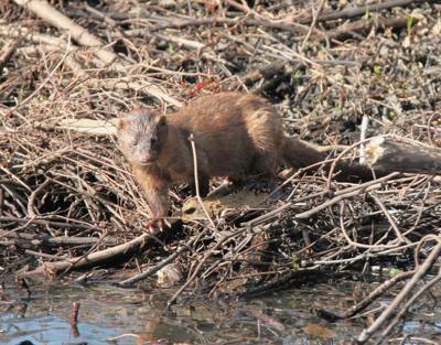 Outdoors | Mermet Lake's mink population is thriving | Outdoors ...