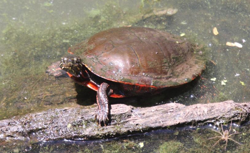Outdoors | Southern Illinois summer scenes and animal sightings ...