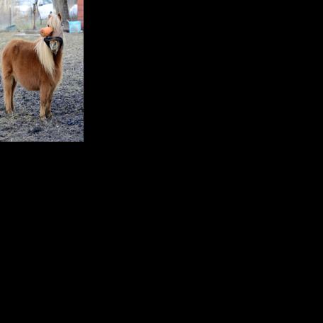 Makanda animal rescuers provide loving home to disabled animals ...