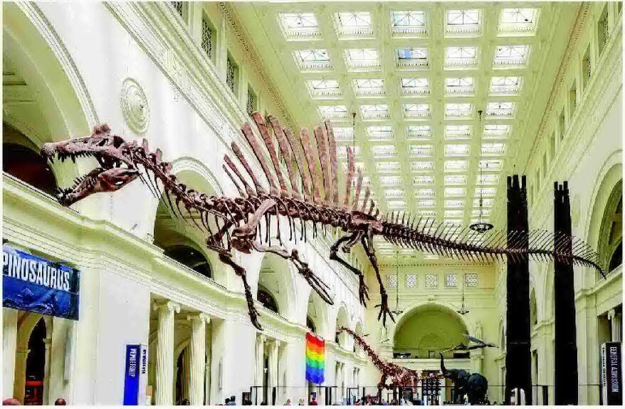 FIELD MUSEUM DISPLAYS SPINOSAURUS CAST