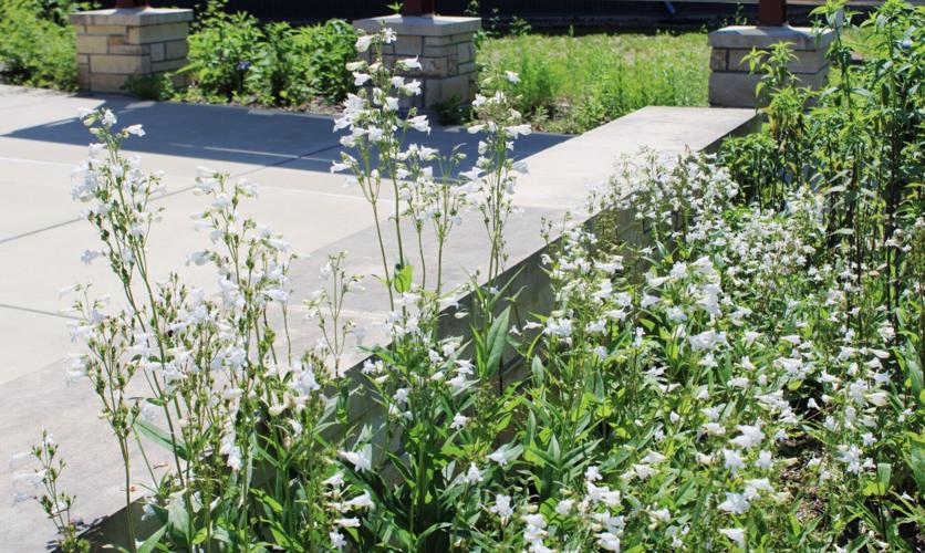 How to make your yard a hummingbird haven | Latest Headlines ...