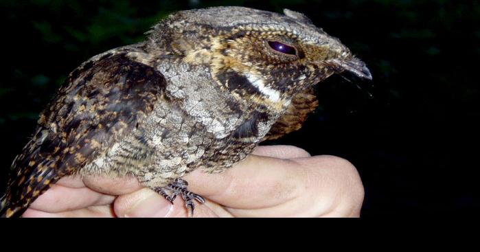The disappearing whippoorwill | Sports | thesouthern.com