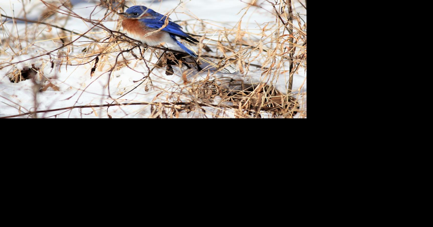 Outdoors | Region's bluebird population should recover this spring ...