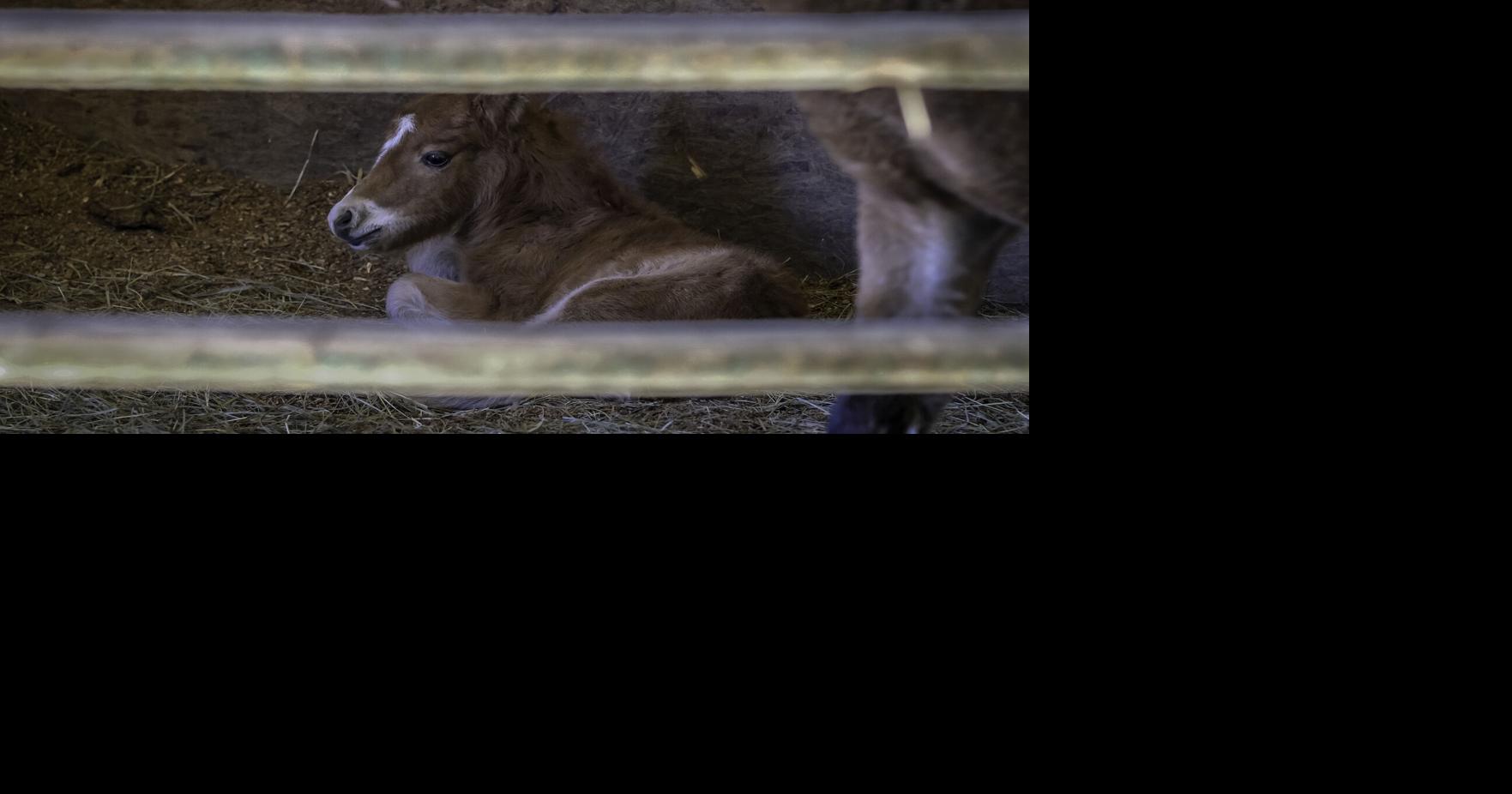 Giant City Stables got a surprise delivery of a foal | Local News ...