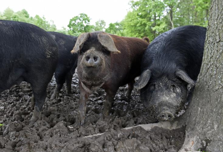 Big Muddy Hogs brings flavor to the table | Environment | thesouthern.com